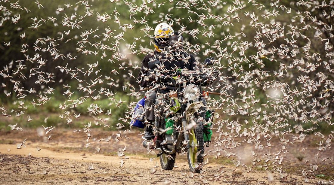 Desert Locust Invasion in Garissa 2020-2021 – PP&FSD